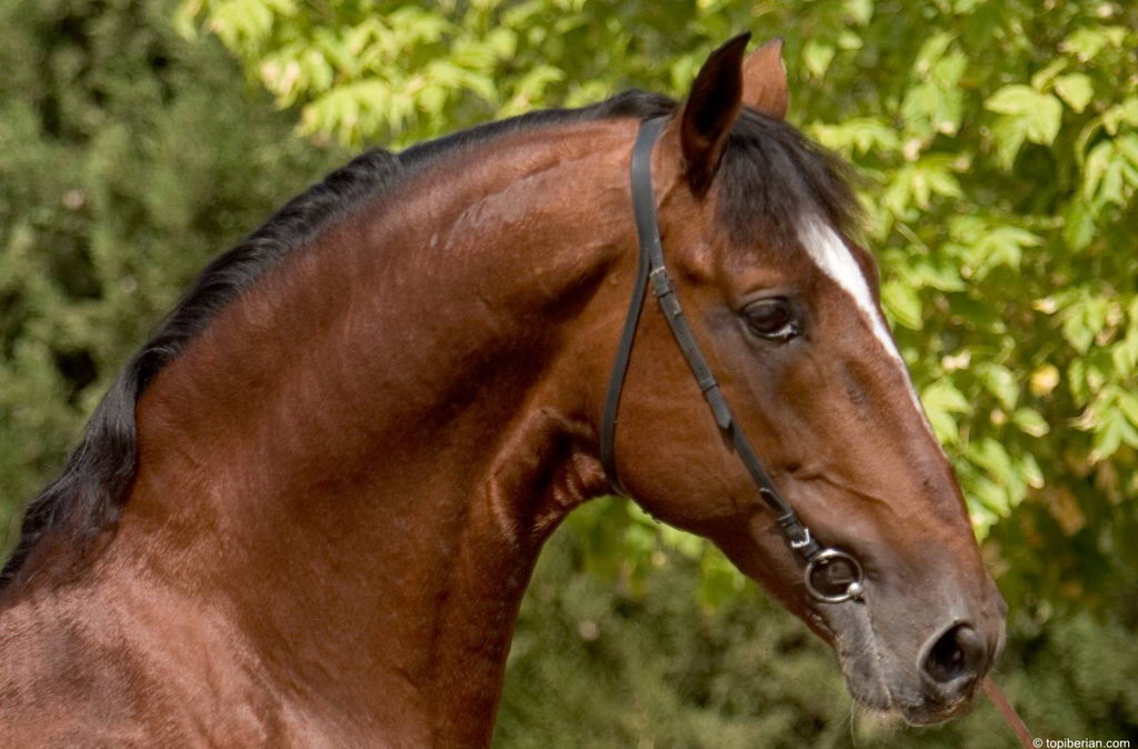 YEGUADA BINIARROGA VELL P.R.E: CUBRICION YEGUAS 2.011