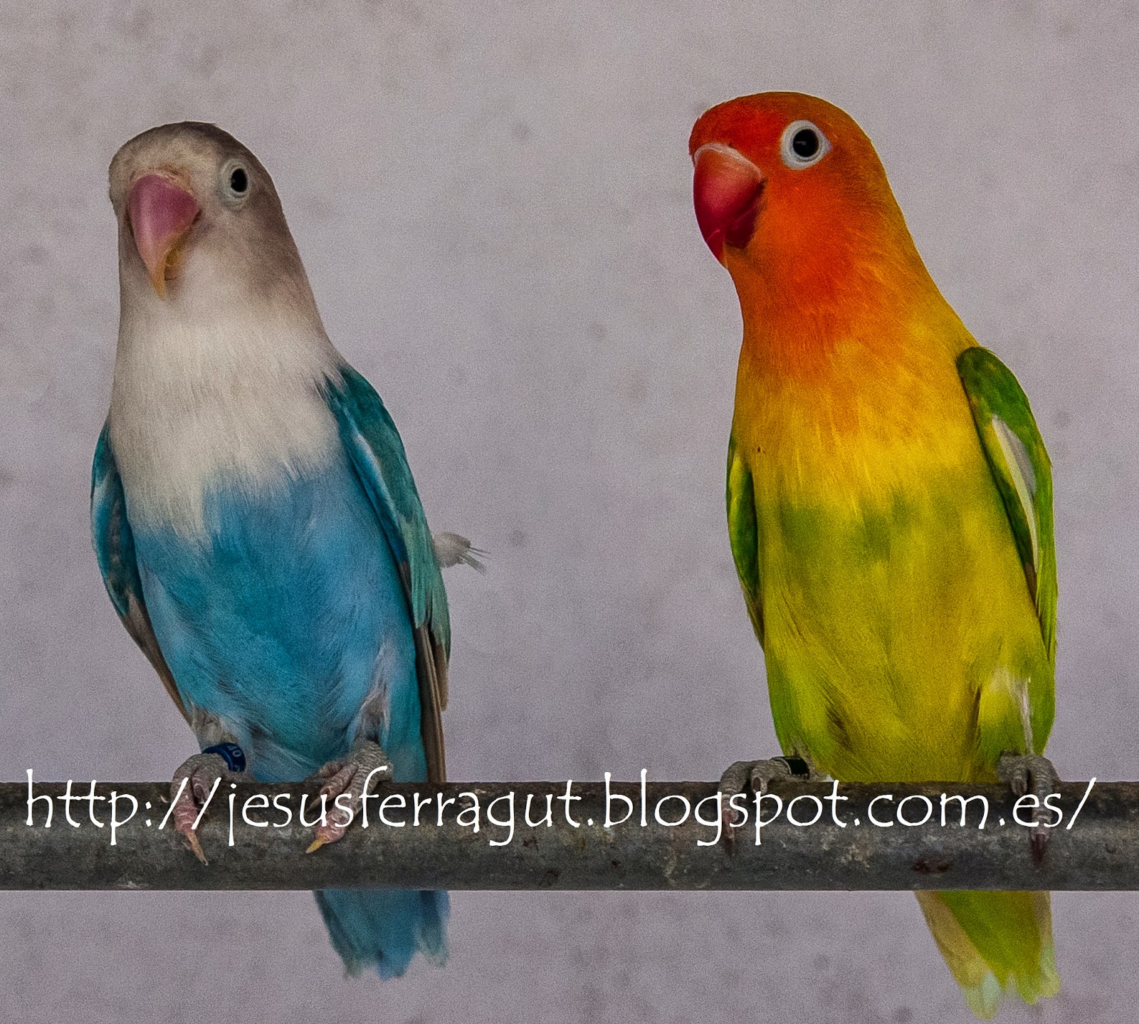 Fotos De Pájaros De Colores