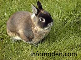 Jenis-Jenis Arnab Hiasan Popular Di Dunia