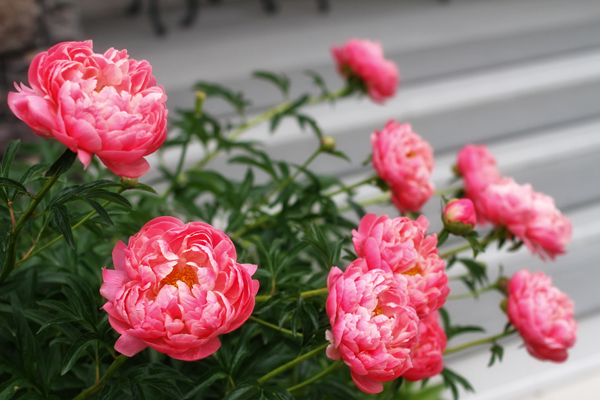 VW Garden: Giant Peonies and Floriferous Dogwoods