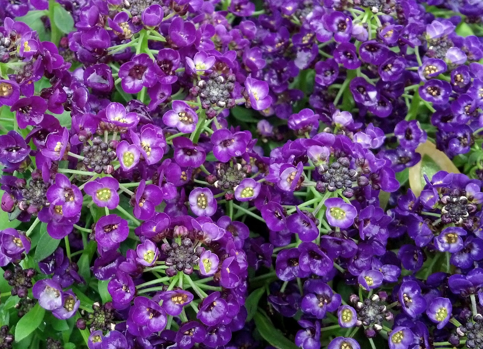 salted sugared spiced™: Roasted Chicken with Pan Gravy