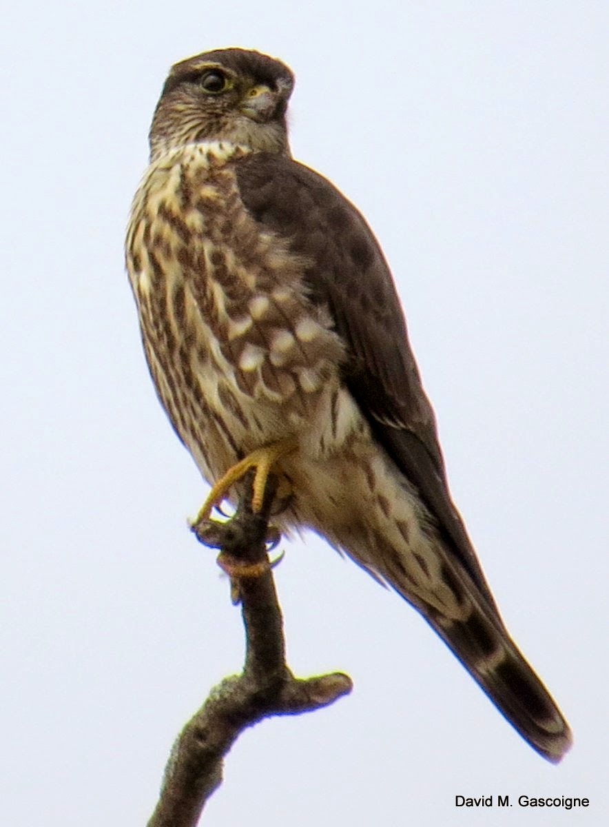 Juvenile Merlin - Travels With Birds