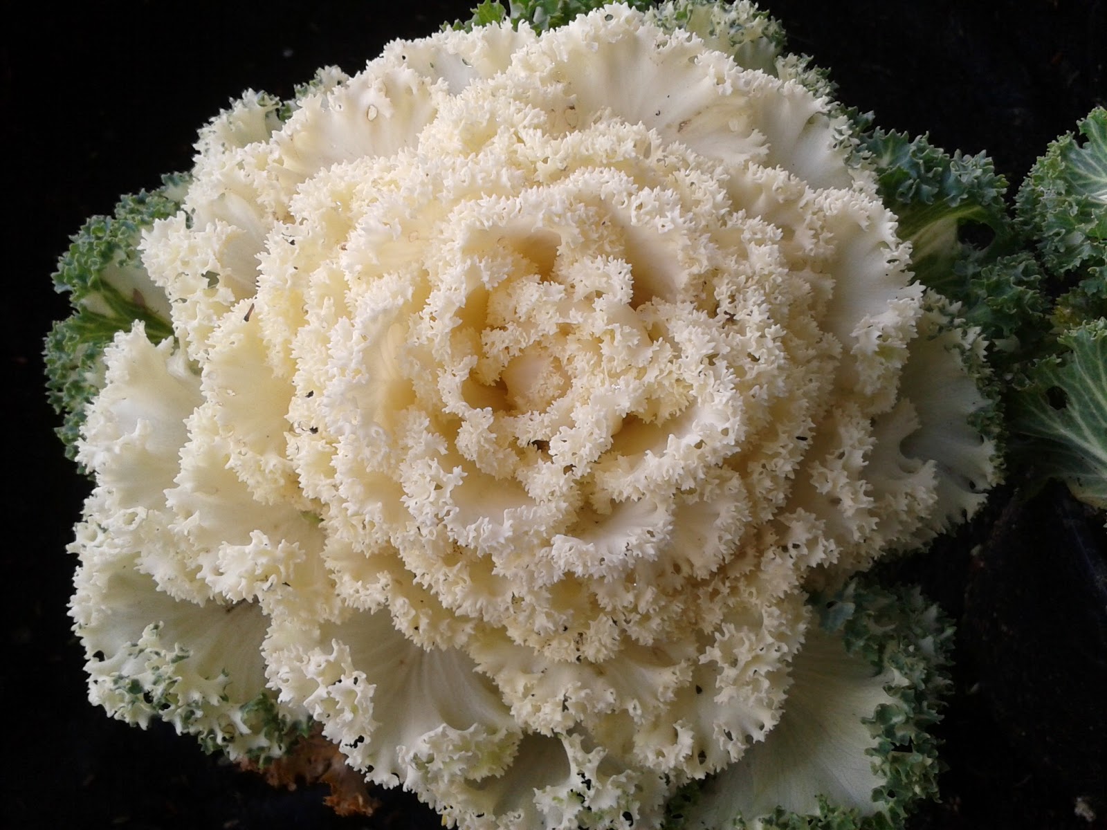 Mil flores: Col Ornamental "Brasica"