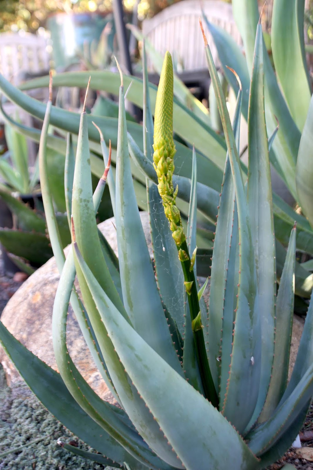 Emerging Fall Aloe Inflorescences