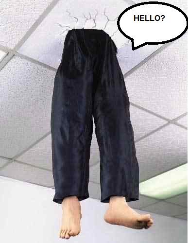 Jo Blogs: Australia's Next Top Westie Scrag Series Eight #2