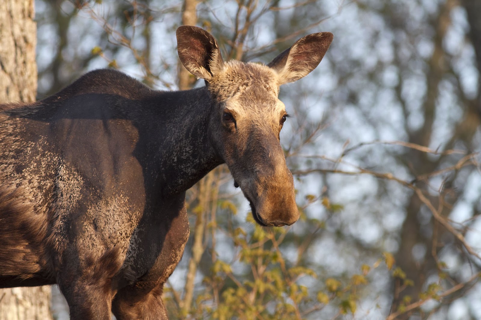 Ann Brokelman Photography: Mom and baby Moose May 15 at 6:30am