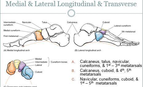Anatomy: Arches of Foot By Geeta goswami.