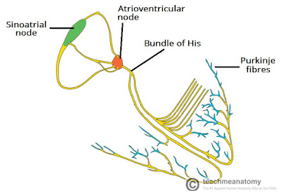 Dr Han Naung @ Henry Han : Electrophysiology and Heart Rhythm : Bundle ...