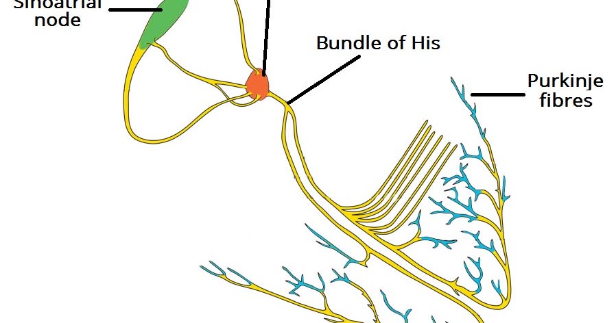 Dr Han Naung @ Henry Han : Electrophysiology and Heart Rhythm : Bundle ...