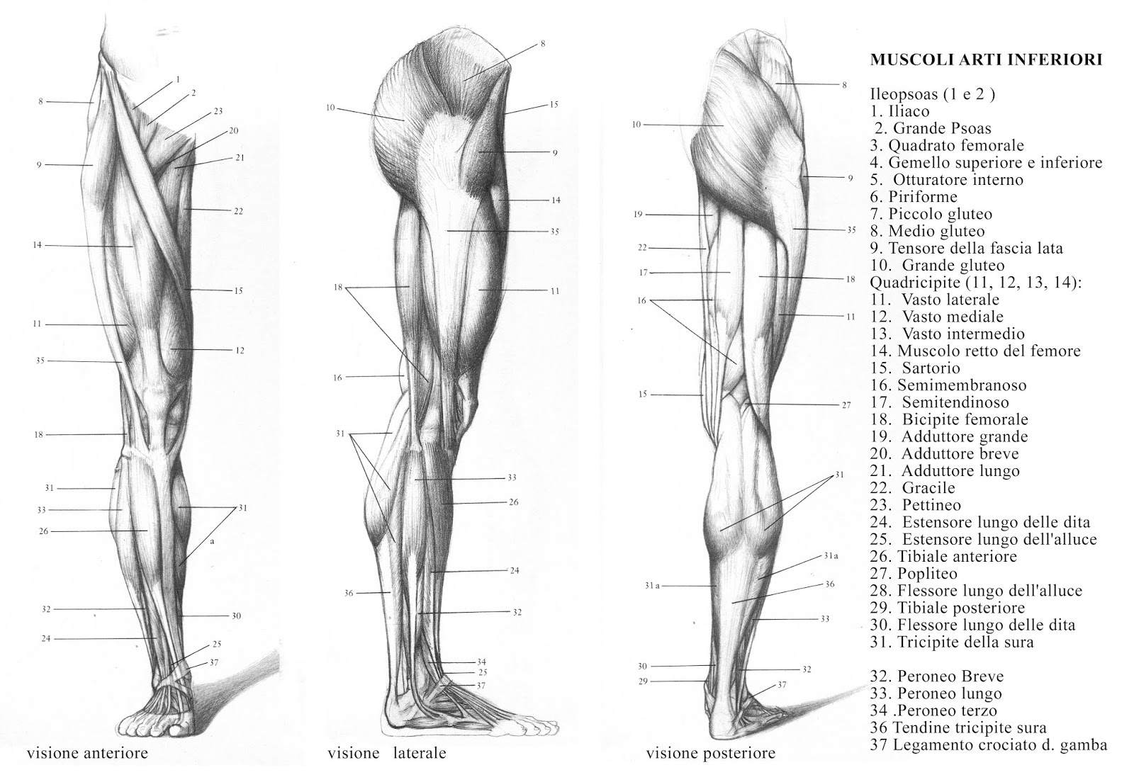 CON IL CORPO VIVO : giugno 2016