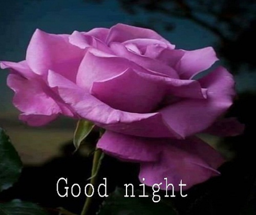 Download HD Good Night Flowers Images, Pictures, Wallpapers & Photos