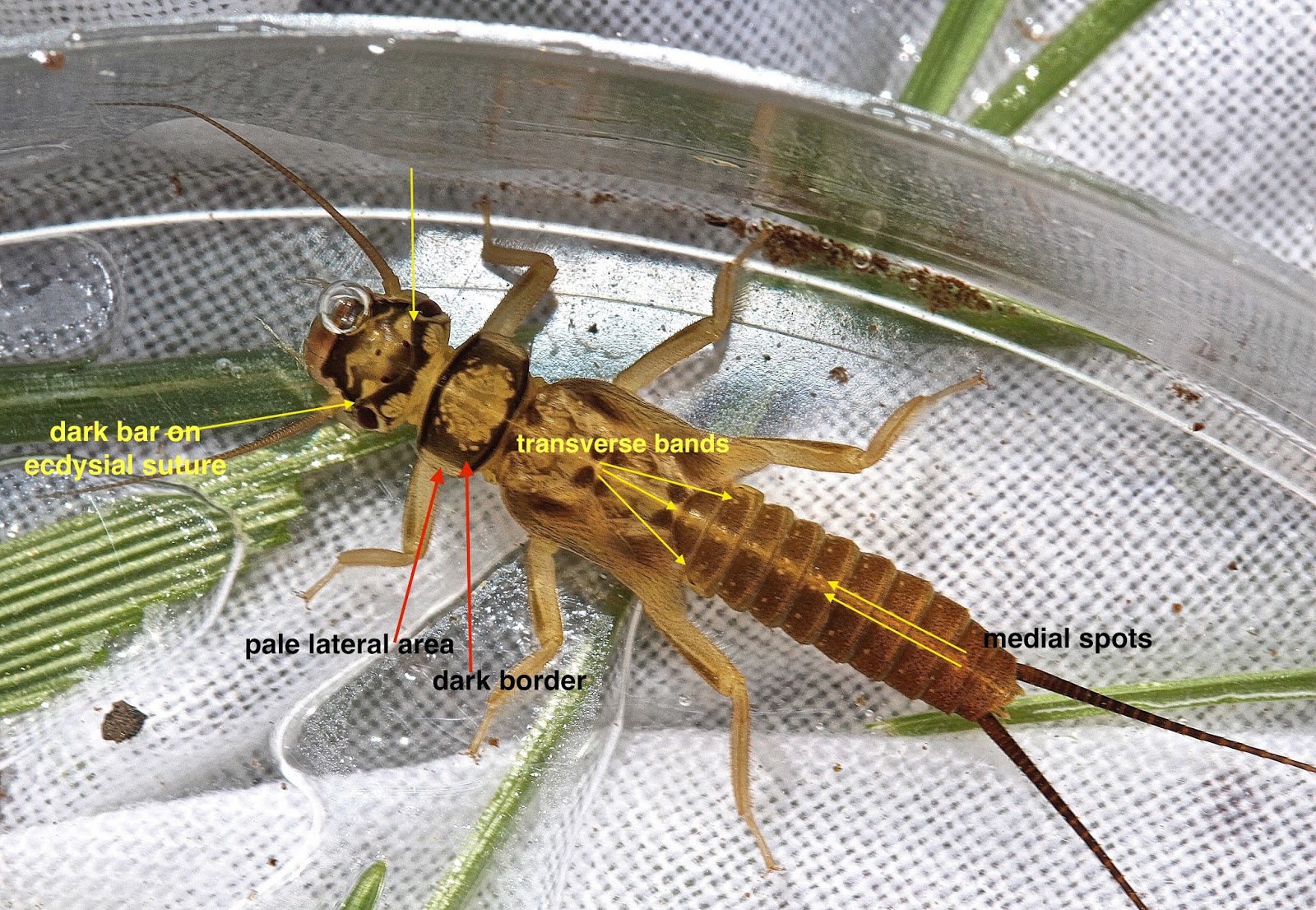 Aquatic Insects of Central Virginia: While we're waiting -- the Perlodid stonefly, Clioperla clio
