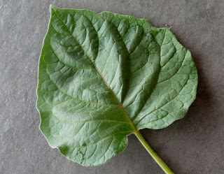 Glosario botánico con imágenes, letra C