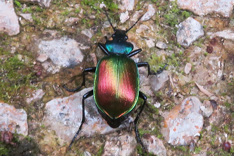 Vu par MamLéa: Le grand calosome, Calosoma sycophanta, prédateur des ...