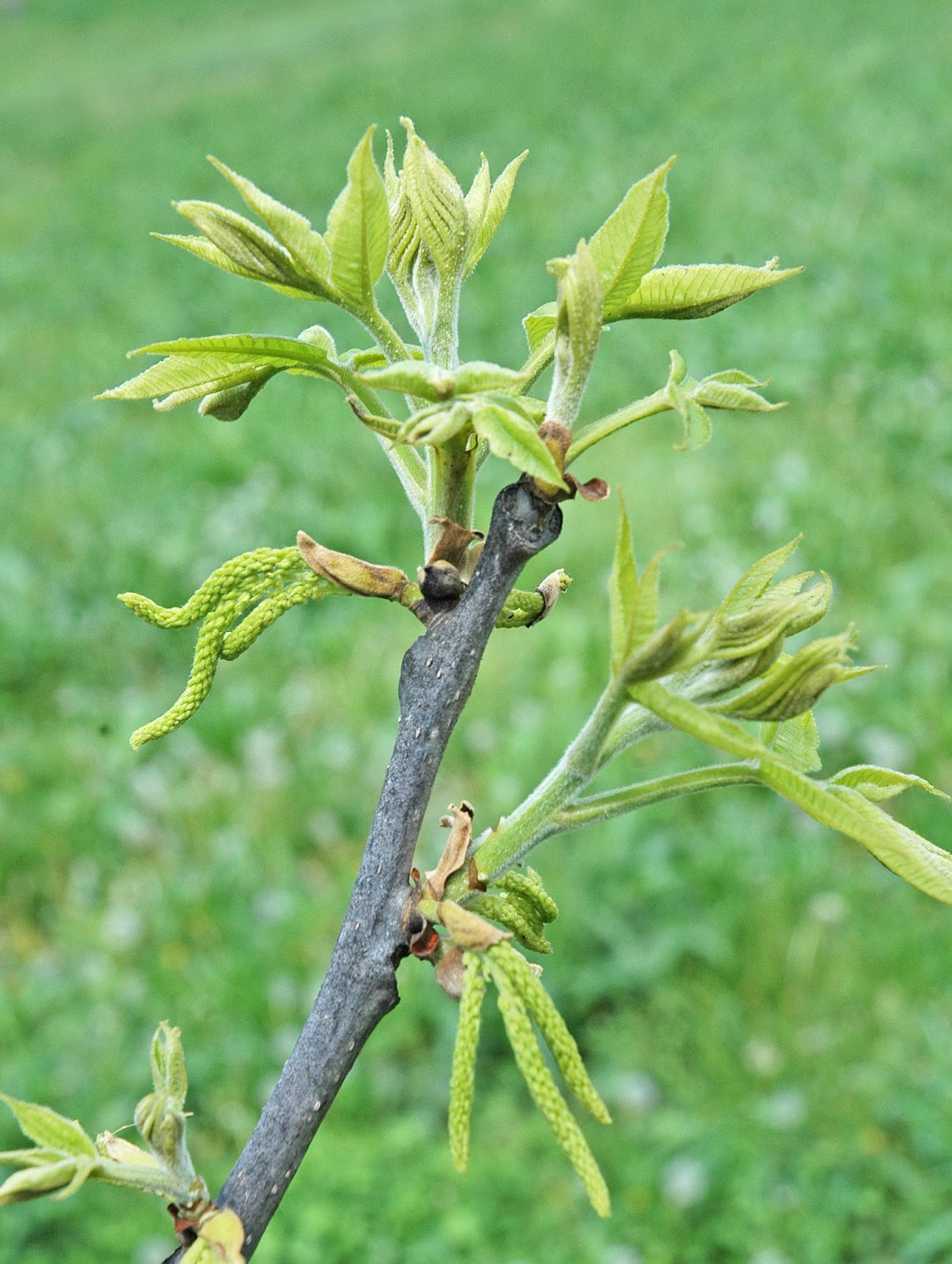 Northern Pecans: Pecan buds push open and reveal catkins