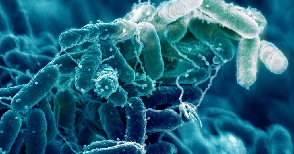 Art Ecologie Technologie: La pile électrique qui fonctionne aux bactéries!