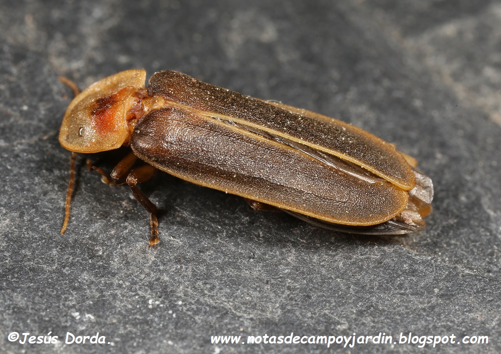 Notas de campo y jardín: Curiosa vida de las luciérnagas