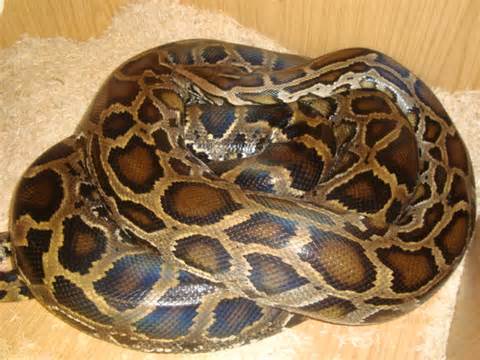Finding Burmese Pythons for Sale ~ Burmese Python Care