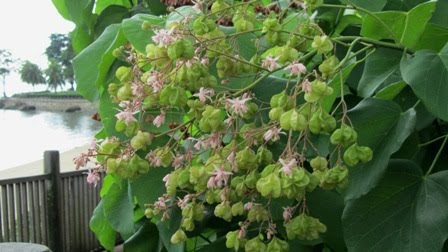 KHASIAT PALIASA / TIMOHO (Kleinhovia Hospita) UNTUK HEPATITIS ~ KHASIAT ...