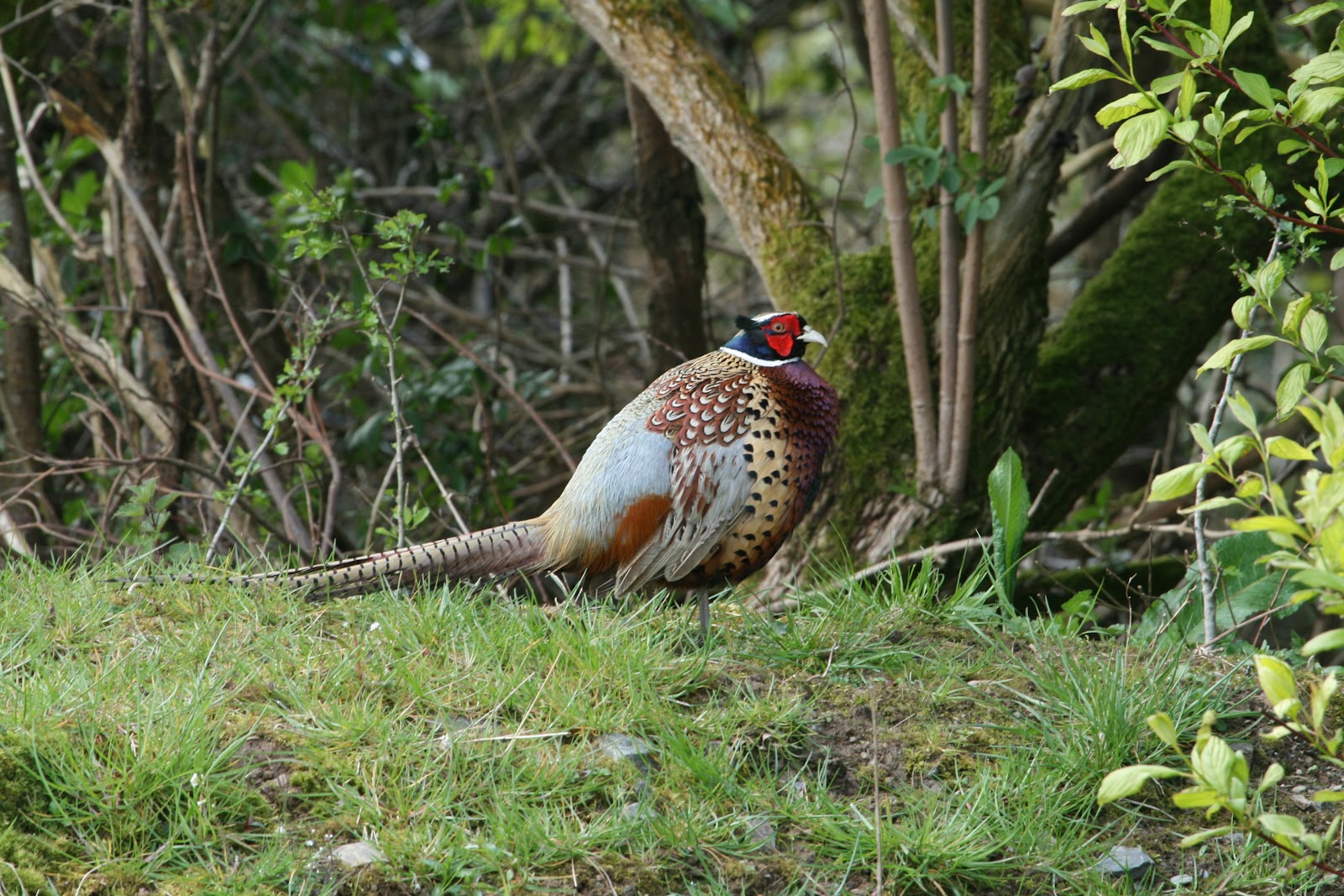 garden-bird-year-crowing-pheasants