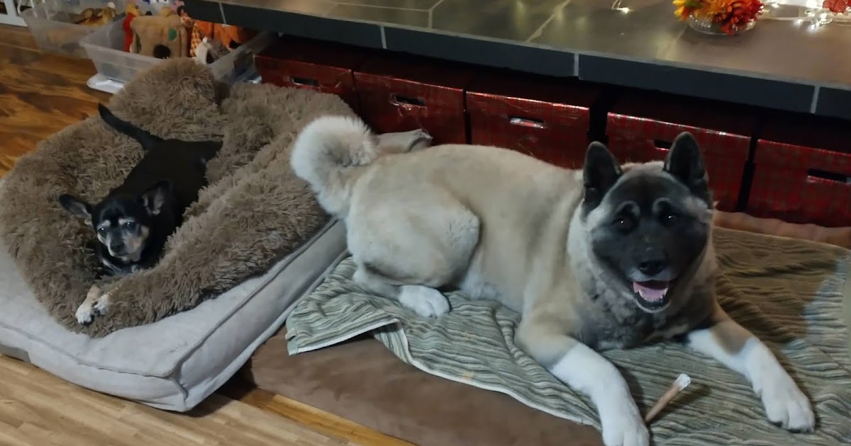 17 Barks: The Akita experiment so far