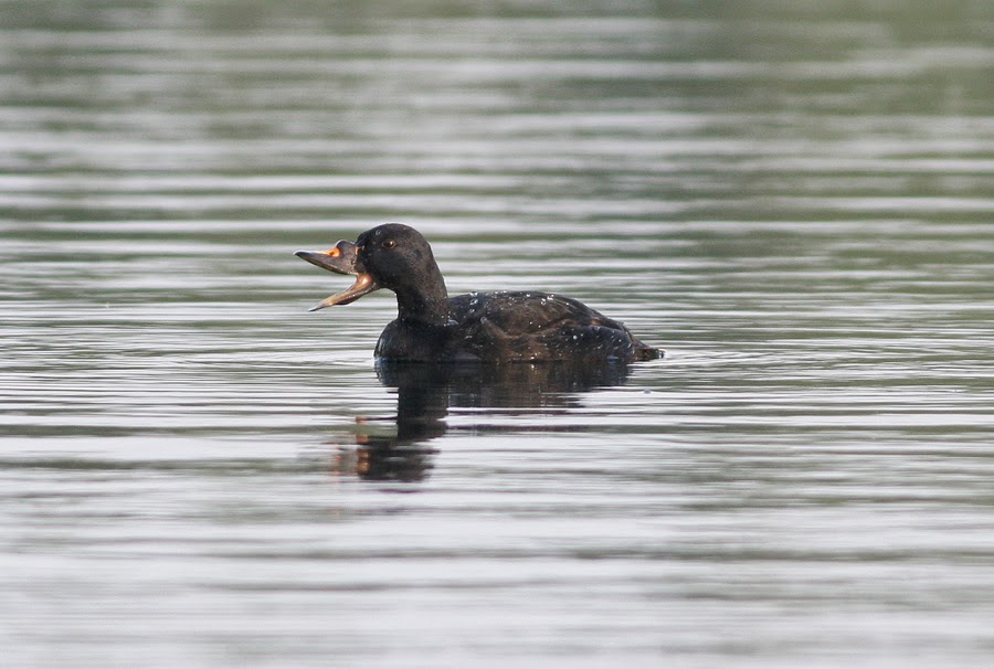 Barnsley Bird Sightings: May 2014