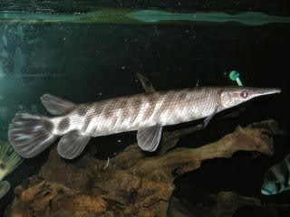 AquaCorner: Jenis Jenis Gar