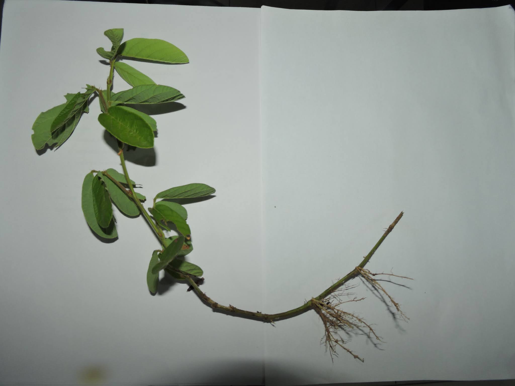 Fabaceae - Leguminosae no Brasil: Fabaceae - Desmodium incanum (Sw.) DC ...