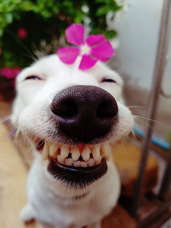 15 Happiest Dogs You Will Ever See In Your Life.