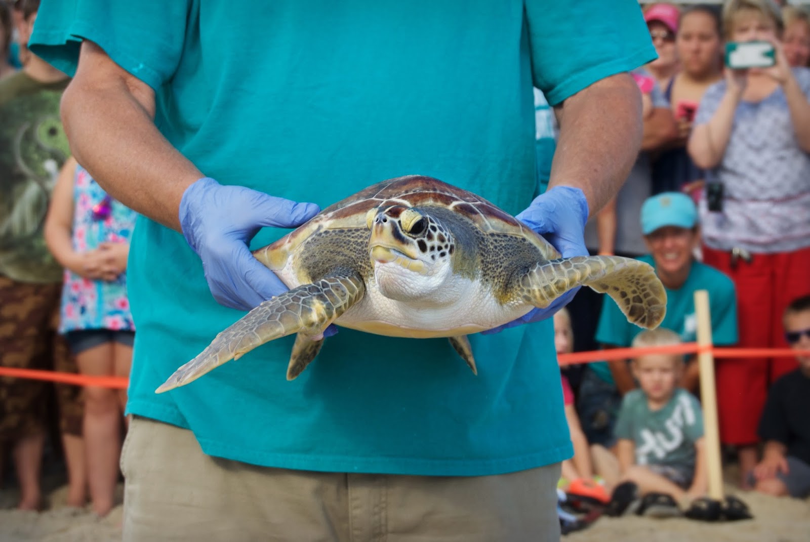 Sea Turtle Assistance and Rehabilitation