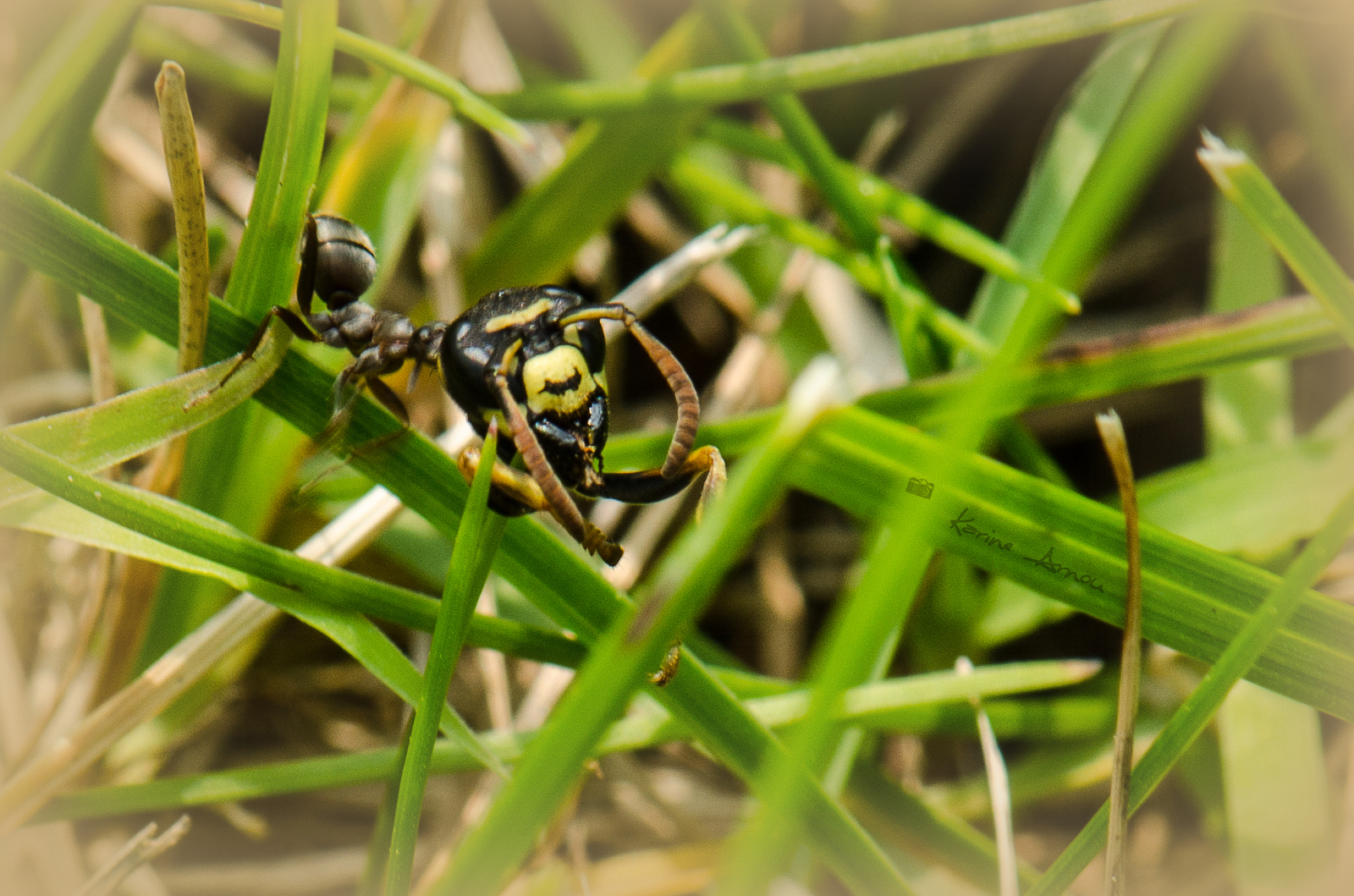 INSECTES et cetera ...: LASIUS NIGER, L’INFATIGUABLE FOURMI NOIRE DES ...