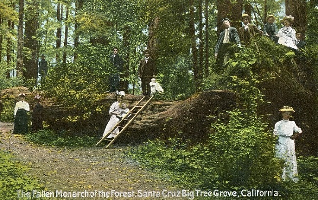 Historic Tales of Henry Cowell Redwoods State Park ----- Big Trees ...