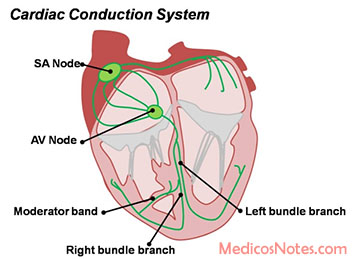 Internodal Pathways