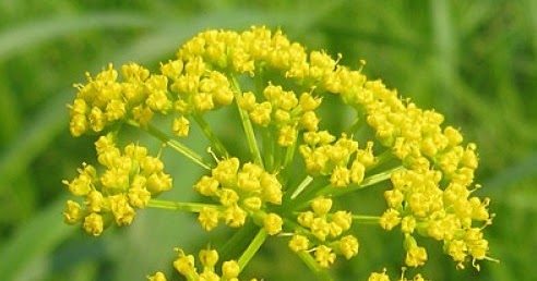 Asafoetida - Food of The God