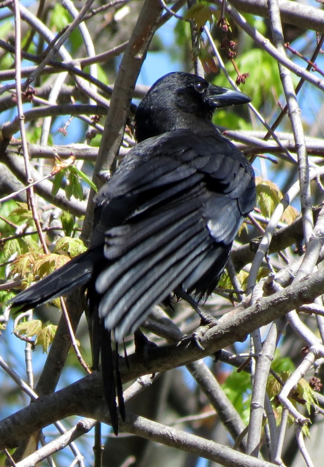 American Crow - Travels With Birds