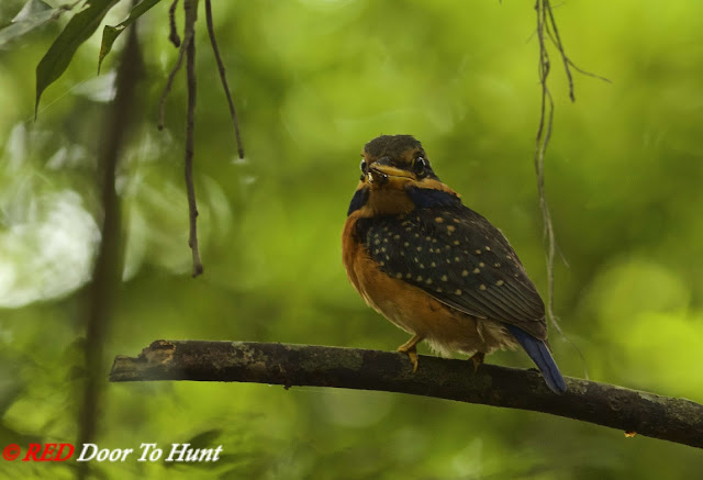 RED Door To Hunt: PEMERHATIAN BURUNG PEKAKA DI MUSIM MENGAWAN