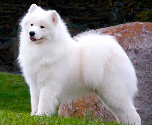 dog side stories: Samoyed ( Σαμογιέντ )