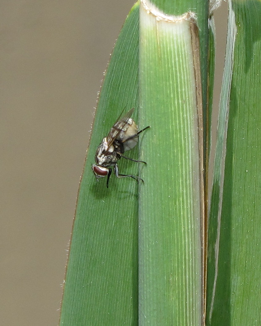 Bug Eric: The Stable Fly