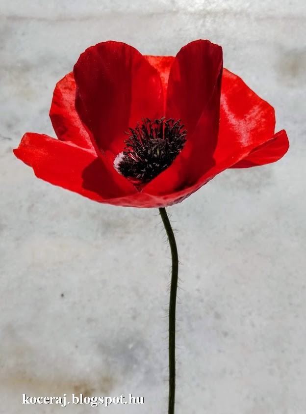 Kóceráj: Pipacs-sorozat 1.