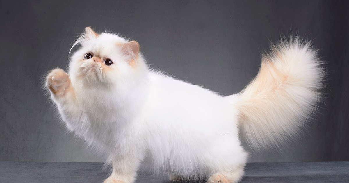 Where to Find the Perfect Persian Cat - Your Pet Care