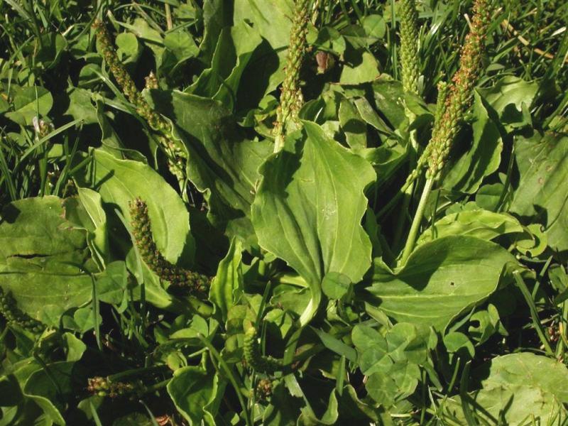 PLANTAS MORENAL: LLANTEN - Plantago major