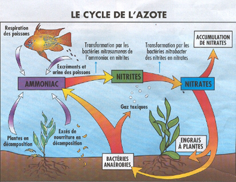 French Vocabulary Illustrated: azote