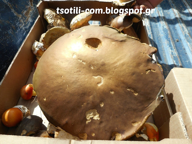 Α ΡΕ ΤΙ ΒΓΑΖΕΙ Η ΕΛΛΑΔΑΡΑ.,... ΛΟΥΚΟΥΜΙ! ΔΕΙΤΕ ΜΑΝΙΤΑΡΙ - ΓΙΓΑΣ ΠΟΥ ...