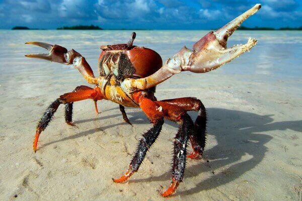 Emanuel Goette, alias Crespo: Polimorfismo con traits en Rust