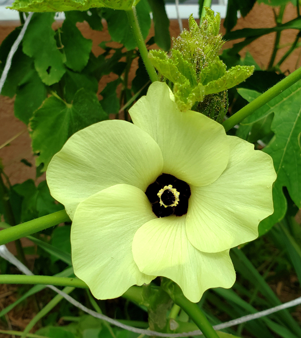 Native Stew - Bahamas: Okra Flower