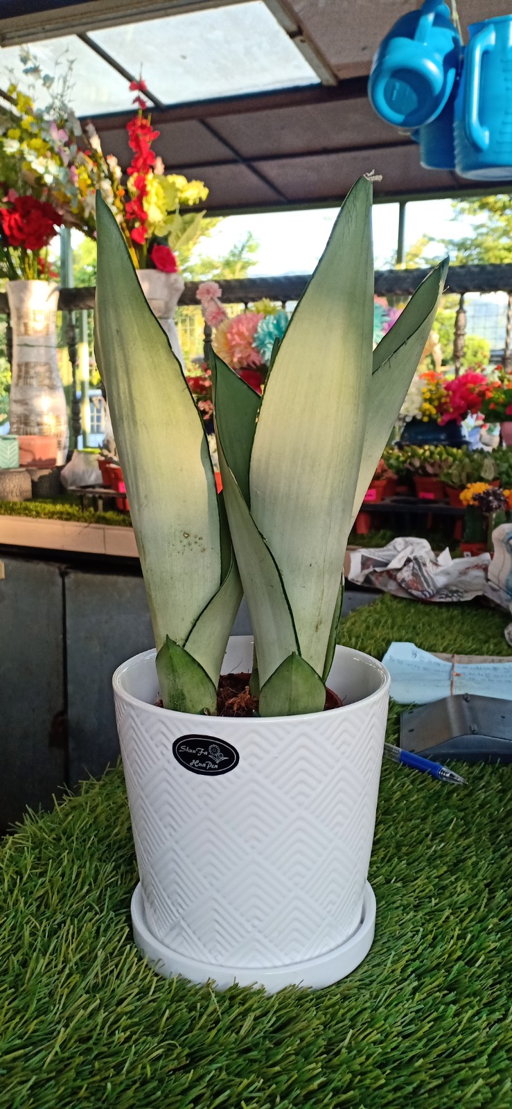 BUMI HIJAU NURSERY (002279488-D): Pasu Viral