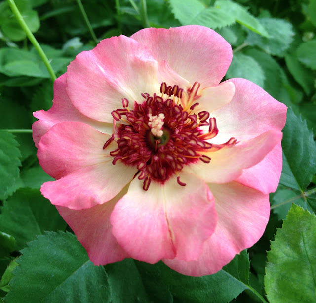 Rose Hybridizing: Hulthemia Extremes