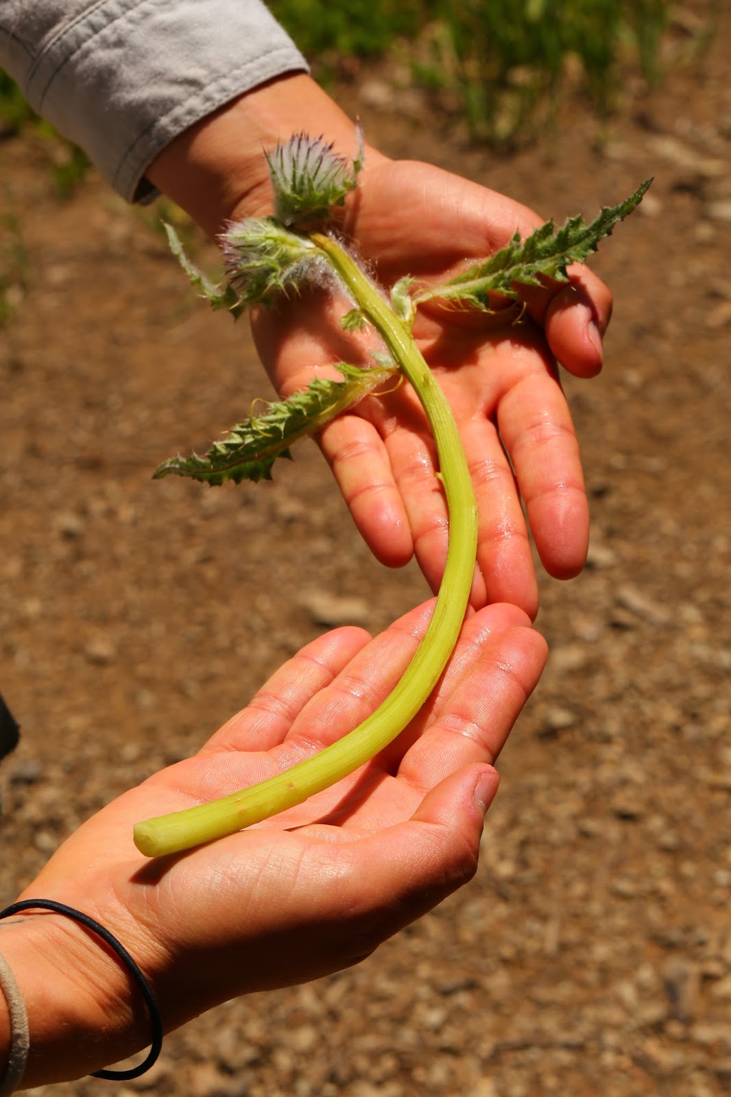 Wild Harvests: Edible Thistle unprickled