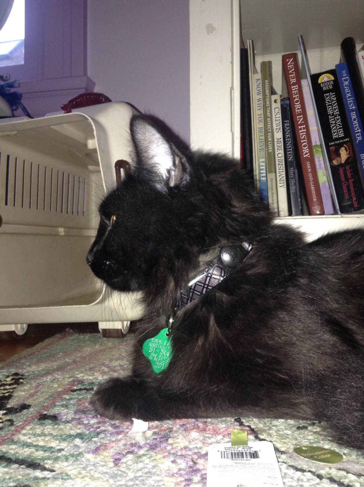 Hundreds of cats, Thousands of cats, Millions and Billions and ...