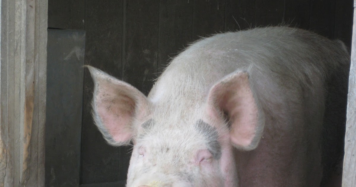 SUSAN SIMON SAYS: Some Pig